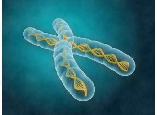 Cromossomos e Núcleo Celular. – Projeto Medicina