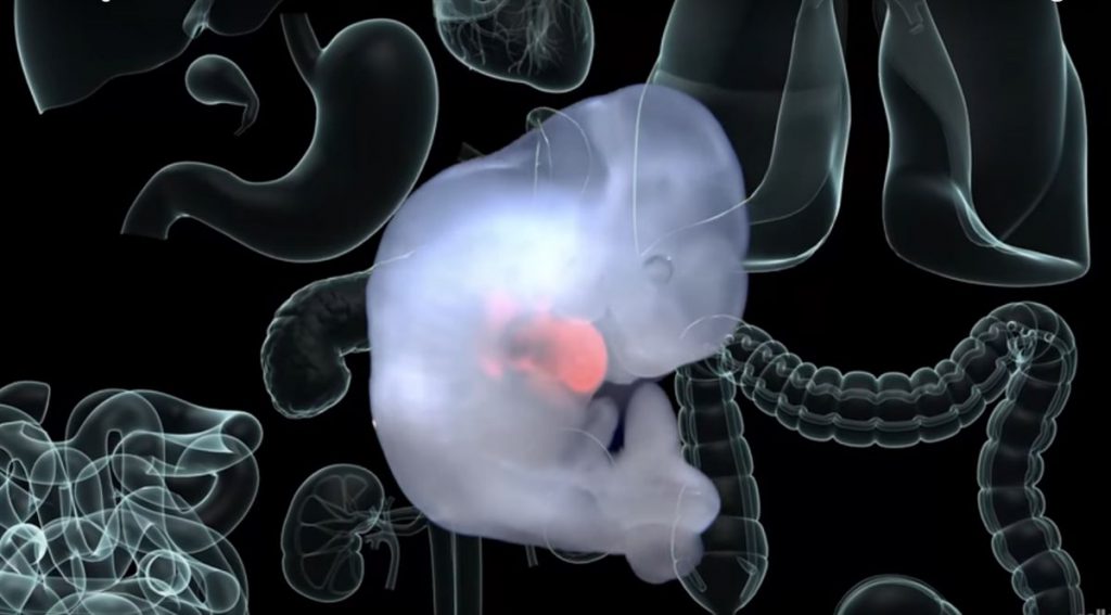 A Criação do Primeiro Embrião Híbrido Humano-Porco