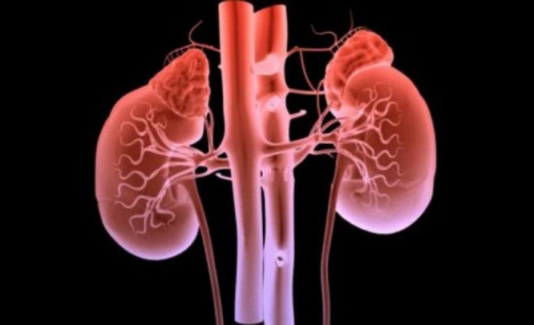 Primeiro rim artificial biônico filtra o sangue e não causa rejeição